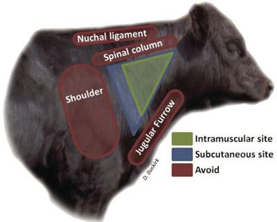 Proper injection sites to remember at calf-working time
