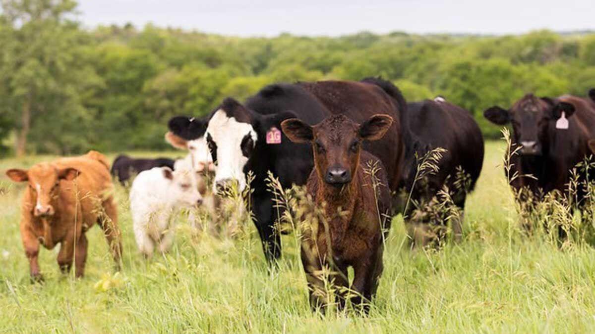 Cattle experts explain heterosis advantage