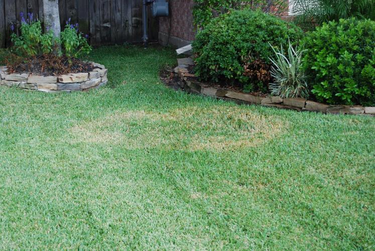 Skip Richter column: Time to make transition to fall planting