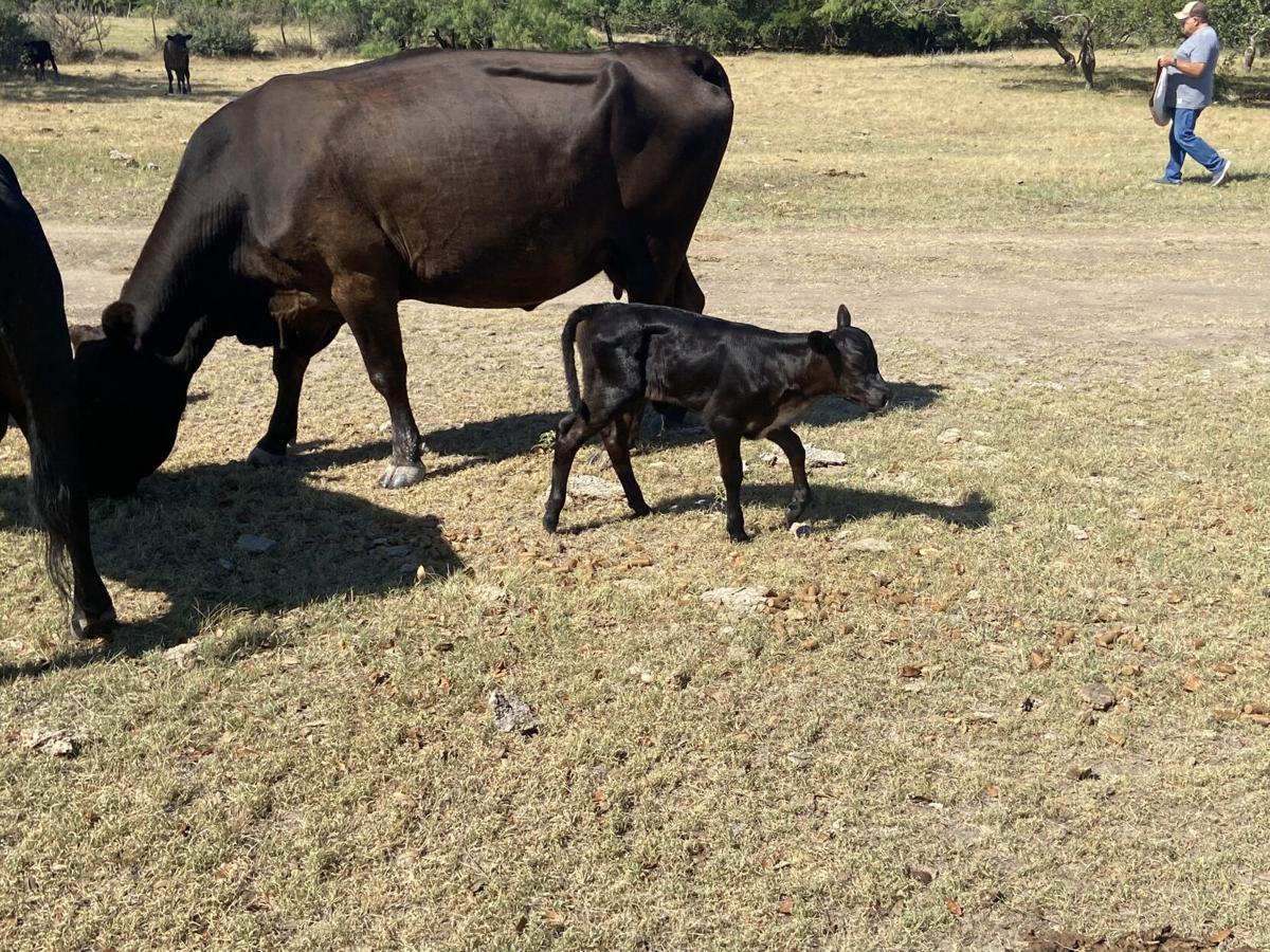 A good start for baby calves
