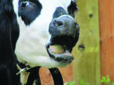 A closer look at two diseases of Texas livestock