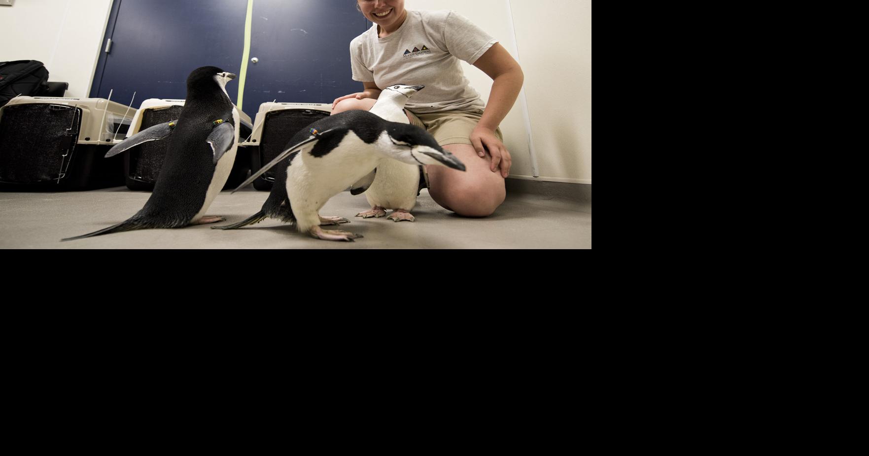 Texas A&M Vet School performs cataract surgery on penguin