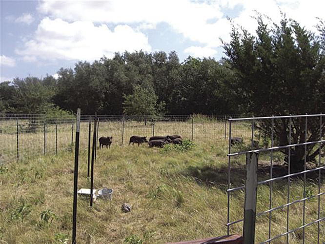 Snaring feral hogs is one method of control