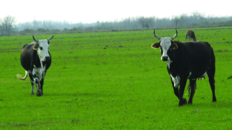 Growing forage year-round