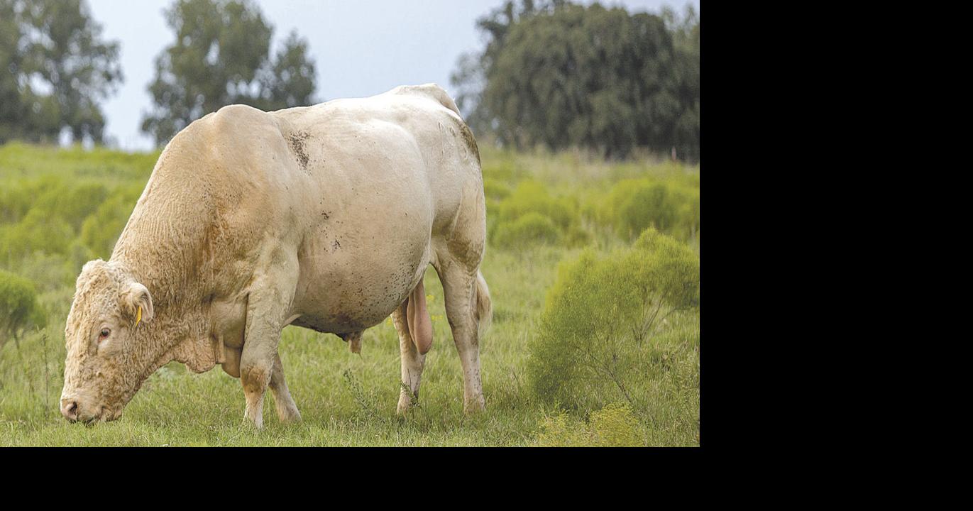 Top 6 factors affecting bull fertility