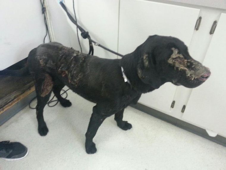 Aggies work to heal dog found with severe burns