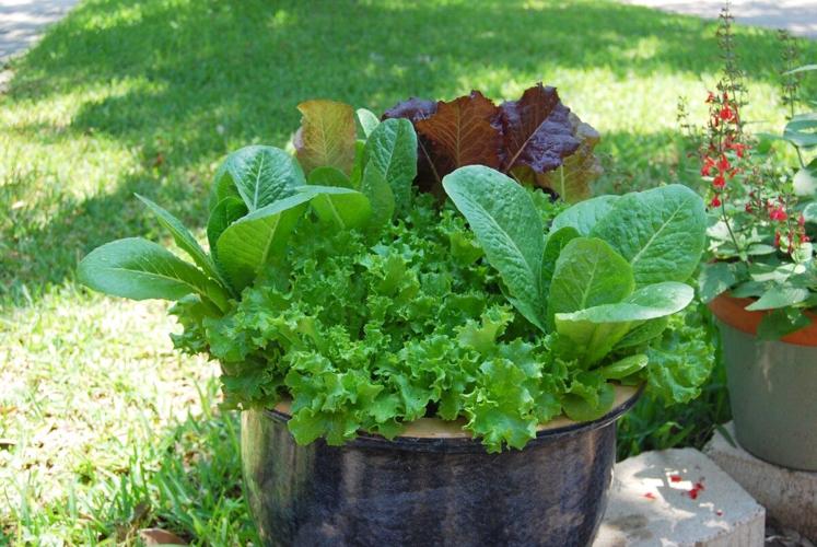 Skip Richter column: Feeling blue over a lack of green space? Here are ...