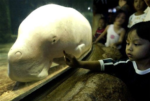 A&M-Galveston professor on a journey to save dugongs