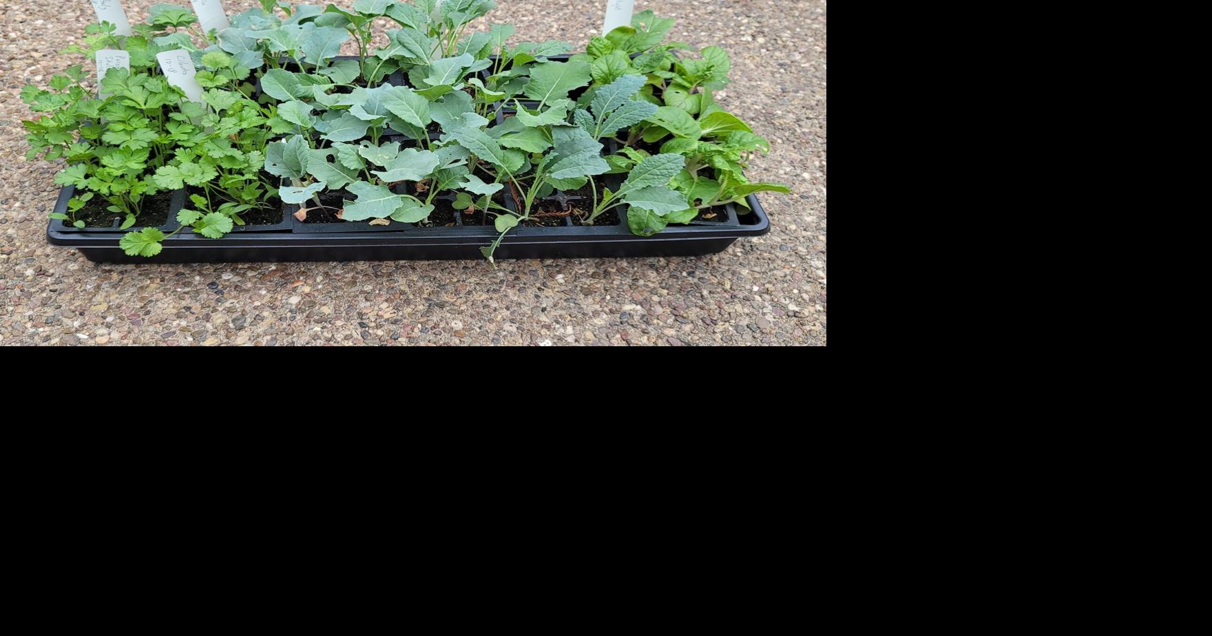 Skip Richter column: Timely tips for fall gardening