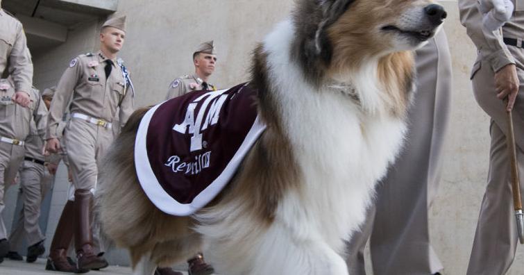 Happy birthday, Reveille IX