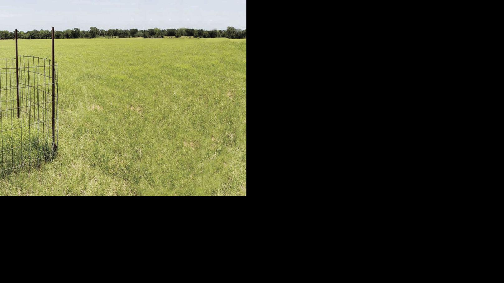 Use exclusion cages to manage cattle stocking rates better | Land ...