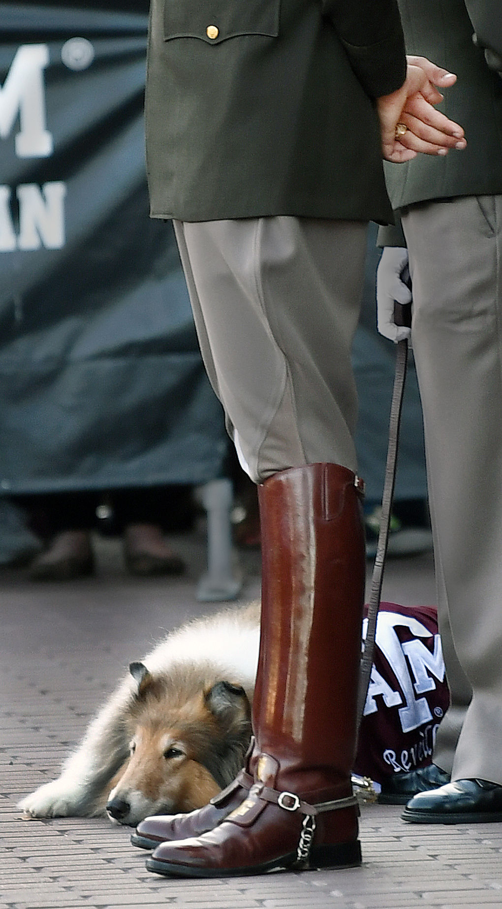 Reveille VIII laid to rest outside Kyle Field | Texas A&M | theeagle.com