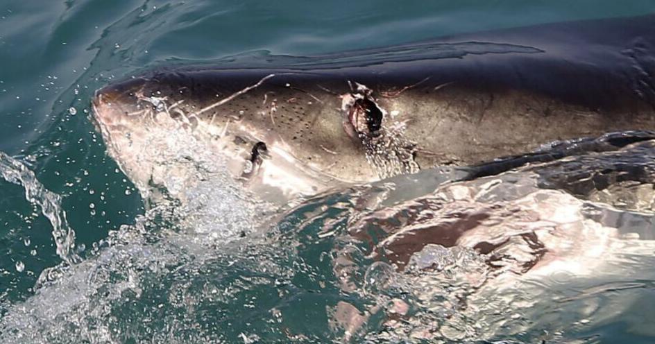 Texas A&M-Galveston professor studies shrinking shark numbers