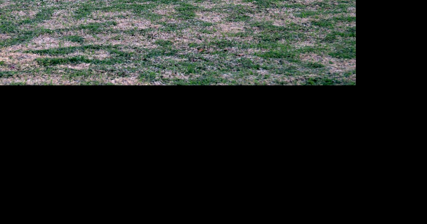 Neil Sperry column: Scalping turf is best done shortly before last freeze