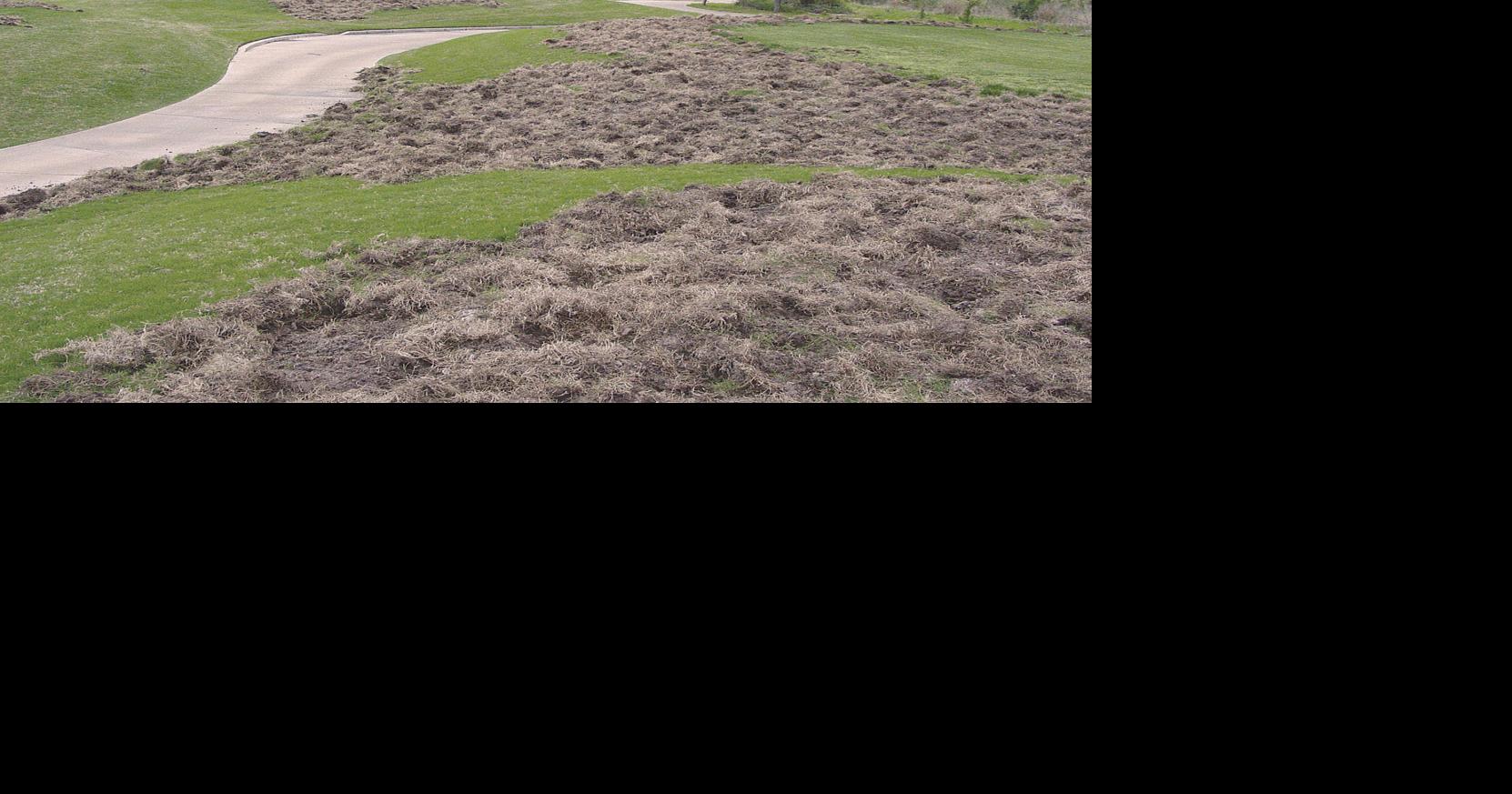 Snaring feral hogs is one method of control