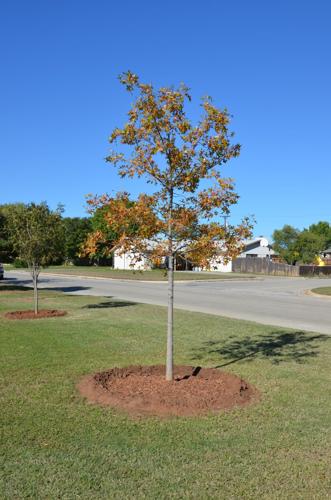 Skip Richter column: Timing key to successful gardening