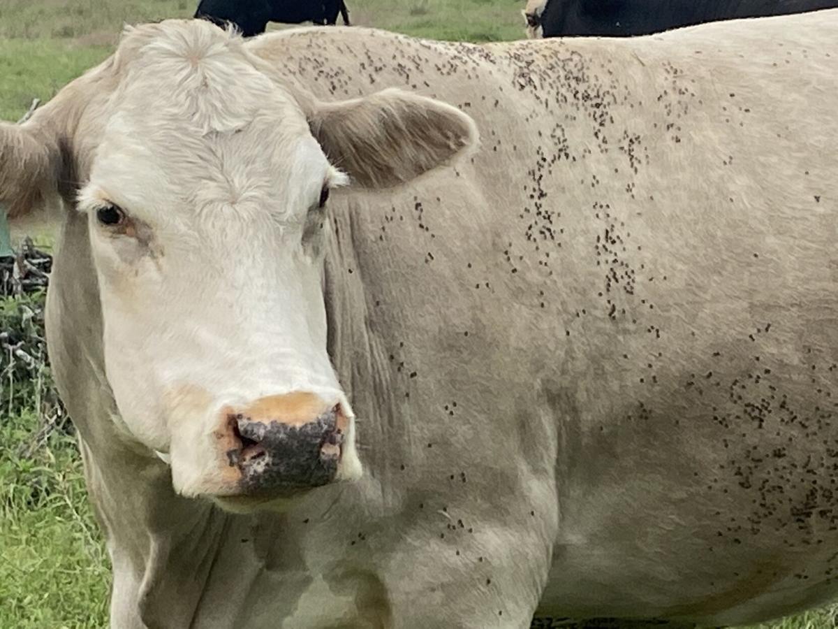 Conditions are ideal for significant fly populations on cattle