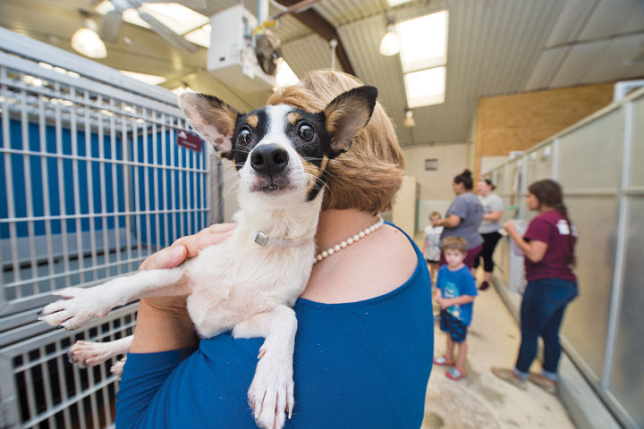 Animals in need of a helping paw: Network of animal shelters pitches in ...