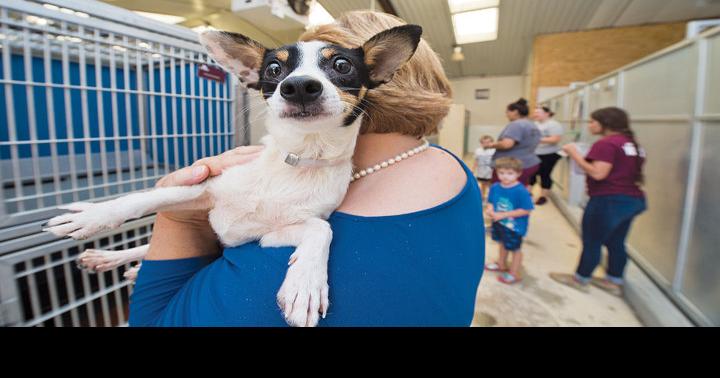 Animals in need of a helping paw: Network of animal shelters pitches in ...