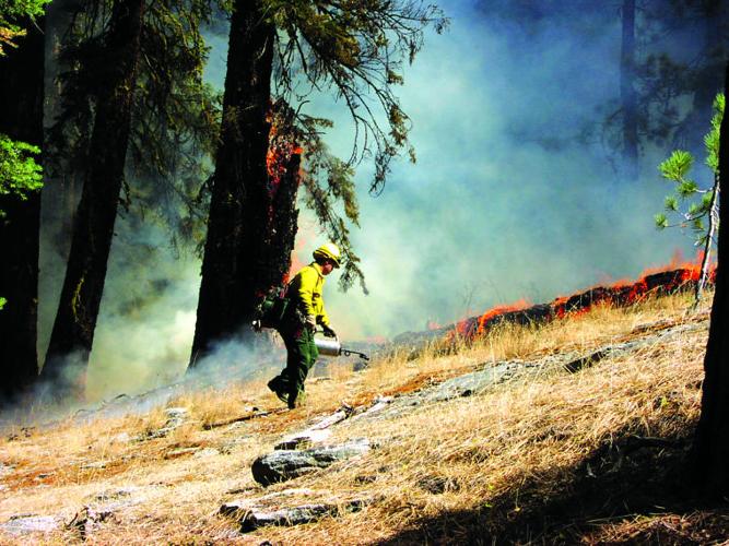 Drip torches facilitate effective prescribed burns