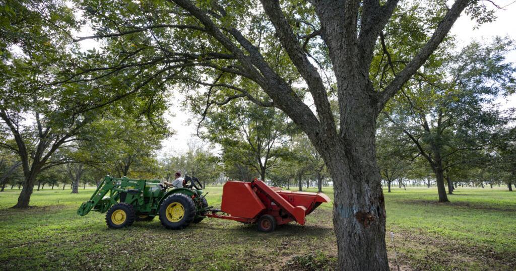 Pay close attention to early pecan harvest