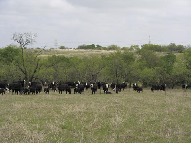 Going au naturale: Prairie restoration rebuilds wildlife populations