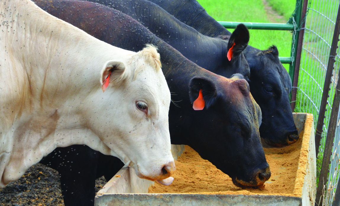 Cattle forage study nets impressive gains