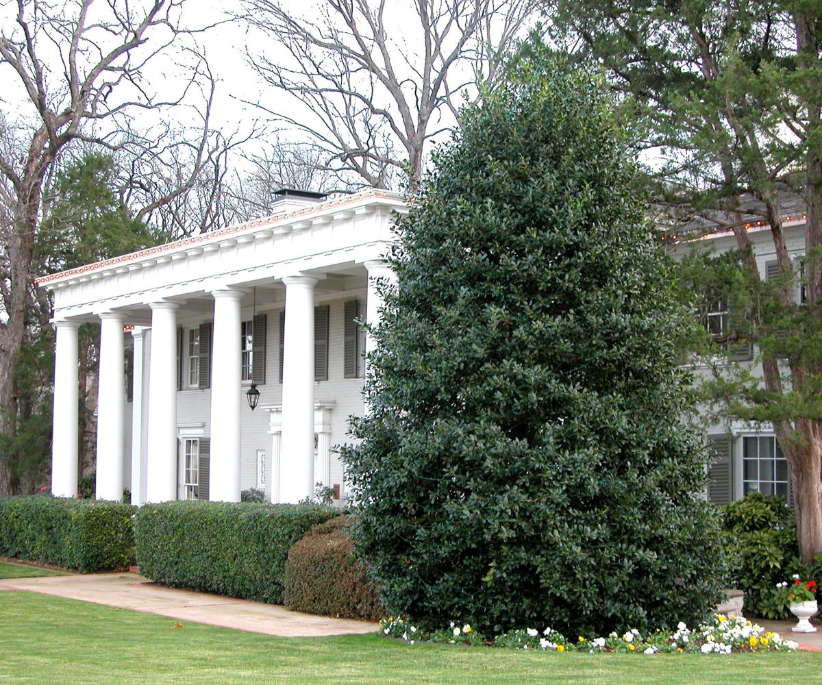 Neil Sperry column: Nellie R. Stevens hollies make great privacy screens