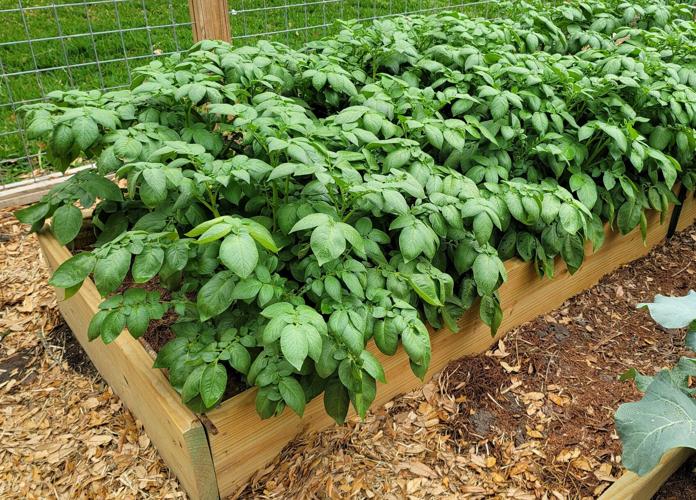 Skip Richter column: It's now or never for certain garden tasks