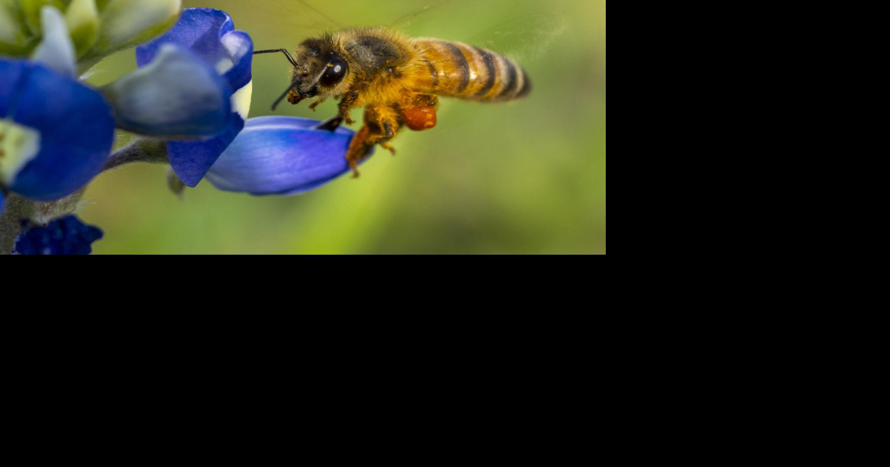 Why iconic wildflower bluebonnet is so important to Texas