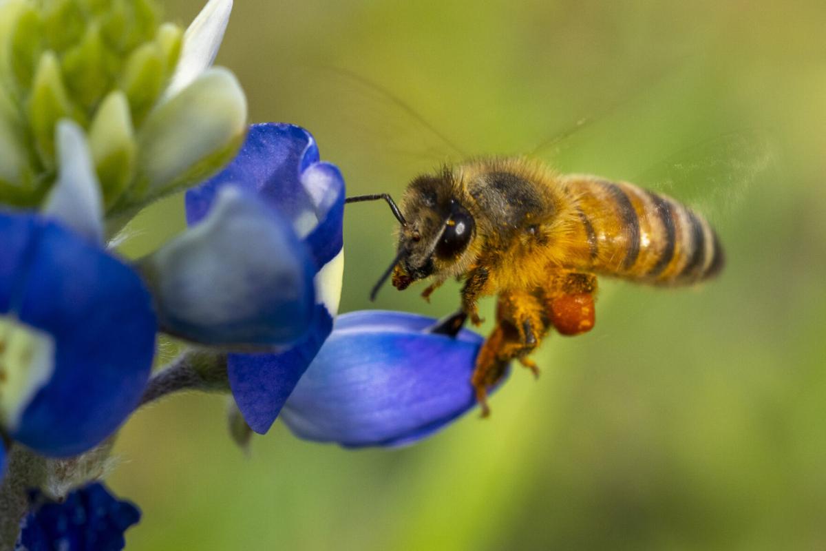 Why iconic wildflower bluebonnet is so important to Texas