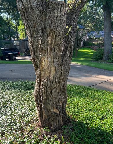 Neil Sperry says to be patient with live oak after freeze