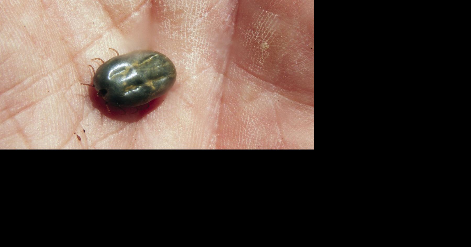 A&M scientists synthesize historical tick models