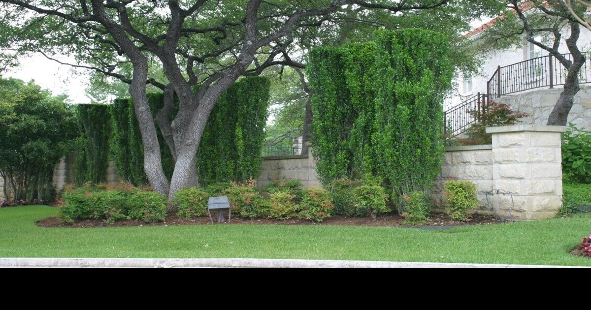 SKIP RICHTER: Using plants to screen a view