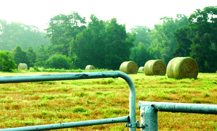 Rains boost hay production in some parts of Texas