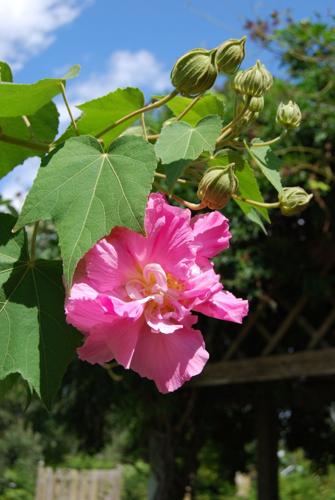 Skip Richter column: Fall blooming perennials set to debut