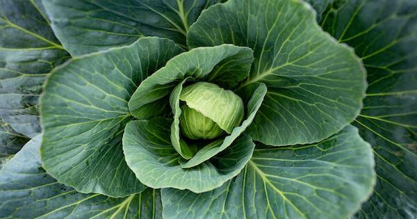 Texas Winter Garden region is great for growing