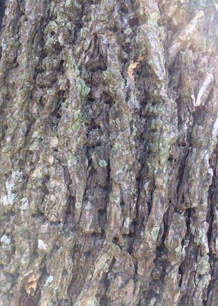 Some oak tree pests are more harmful than others | Neil Sperry ...