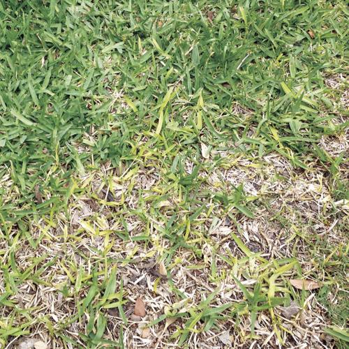 TEXAS GARDENING: Azoxystrobin helps rid your lawn of fungal rot