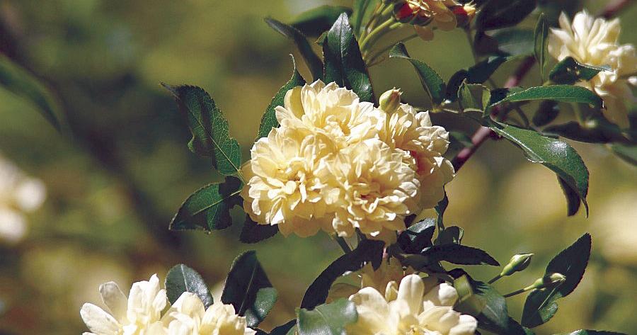 SKIP RICHTER: Timely tips for garden beauty and bounty