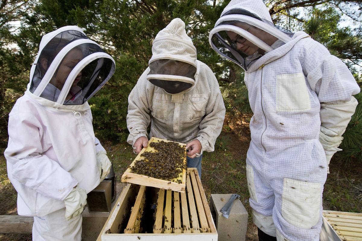 Beekeeping in Brazos Valley, Texas