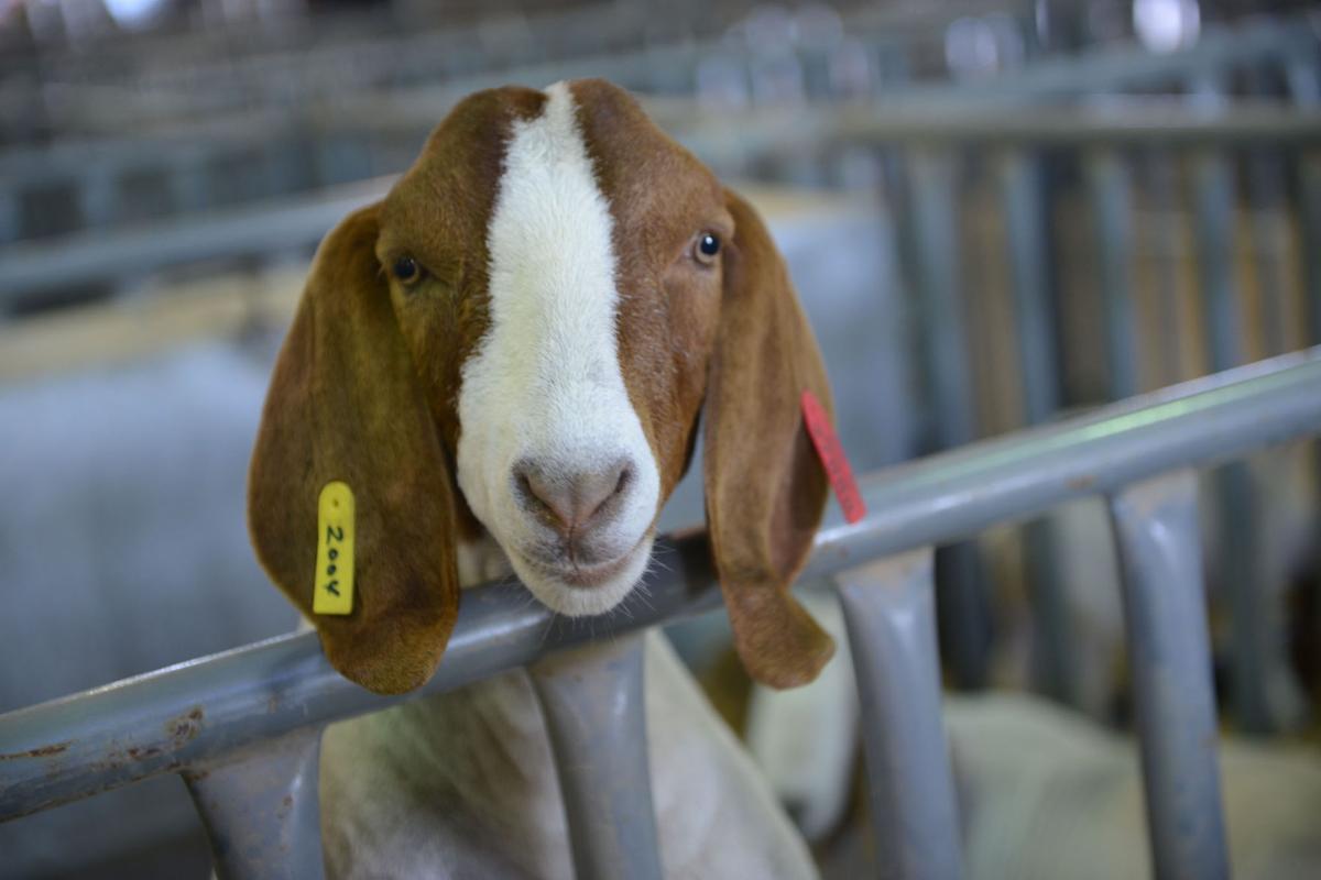Texas sheep, goat prices, inventories down slightly amid strong market