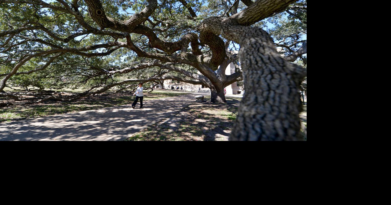 Two Brazos County trees featured in Texas Forest Service book