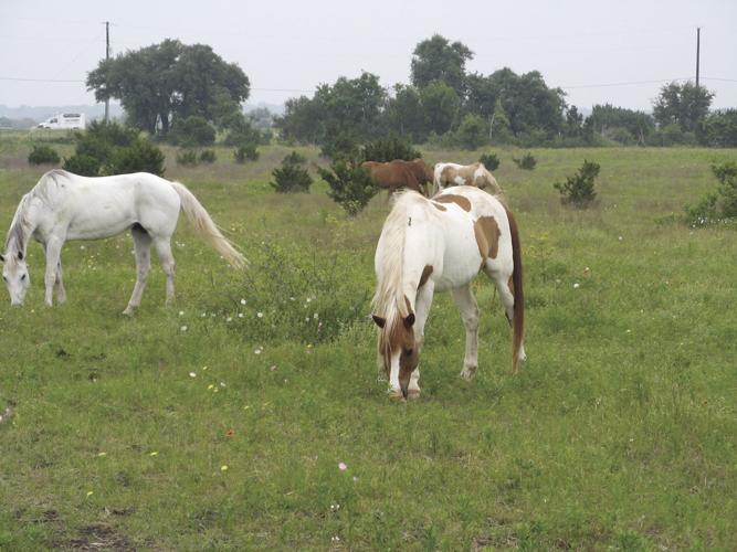 How to select the right roughage for your horse