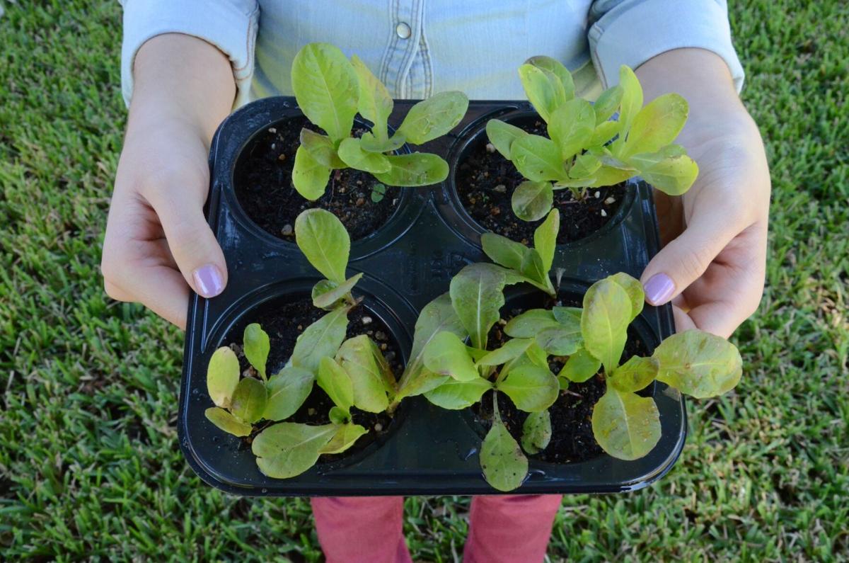 Skip Richter column: More tips to stretch your gardening dollar