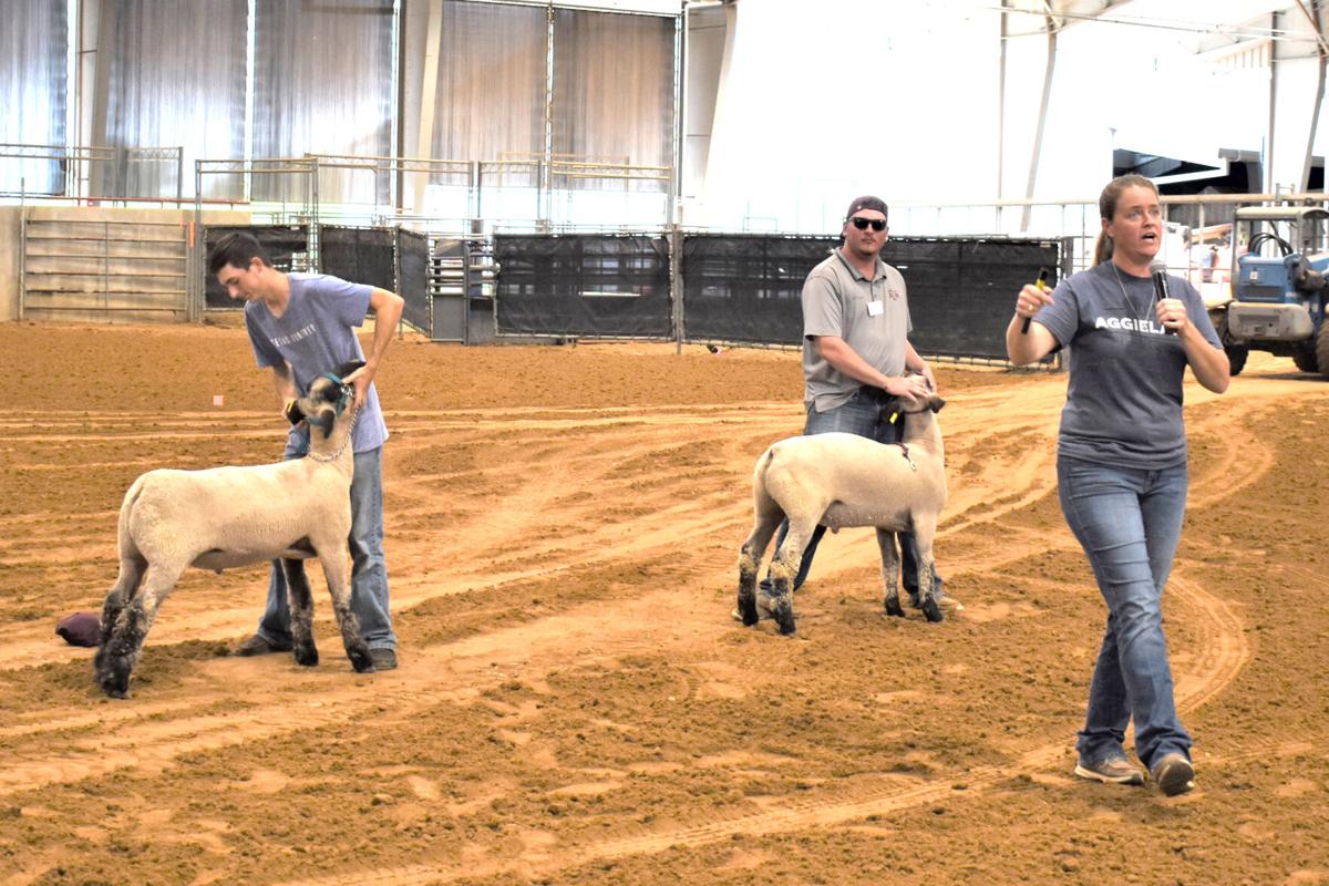 Lamb camp offers tips for competition