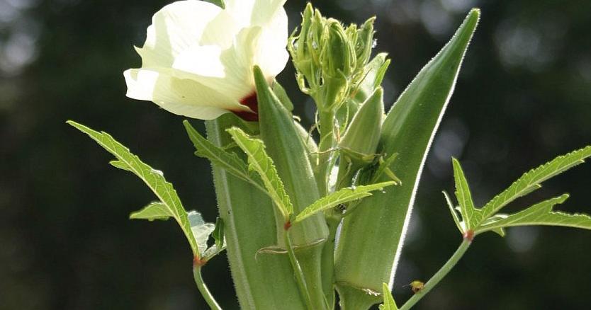 SKIP RICHTER: Vegetable gardening in the sultry summer season