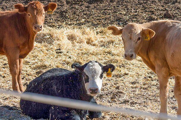 Calves need medical attention in fall