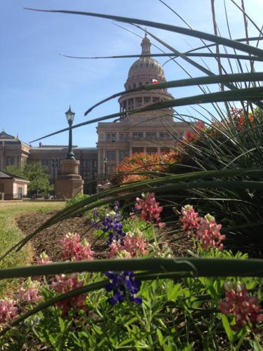 Rumors of Aggie mischief circulate as maroon bluebonnets pop up on ...
