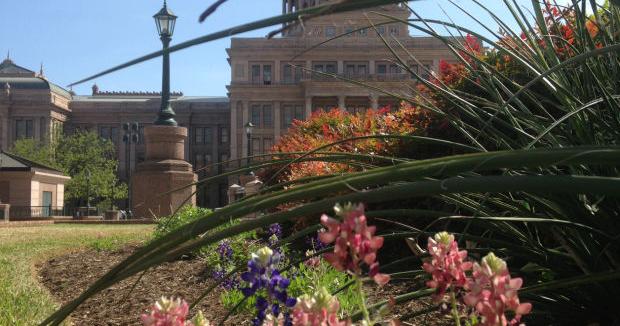 Rumors of Aggie mischief circulate as maroon bluebonnets pop up on ...